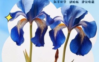 鸢尾花的花语是什么_不同颜色代表什么含义