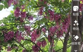 香花槐价格表_香花槐多少钱一棵