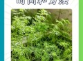 茴香什么时候种_茴香种植方法步骤