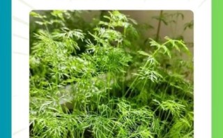 茴香什么时候种_茴香种植方法步骤