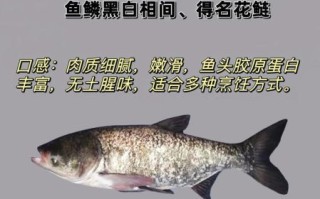 鲢鱼读音怎么读_鲢鱼是鲤鱼吗