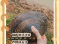 河蚌怎么清洗_河蚌前期处理视频教程