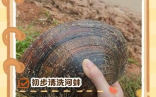 河蚌怎么清洗_河蚌前期处理视频教程