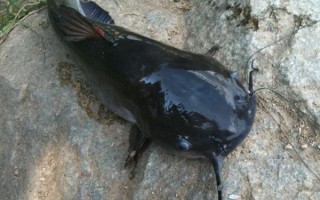 中国鲶鱼品种大全图片_哪种最好吃