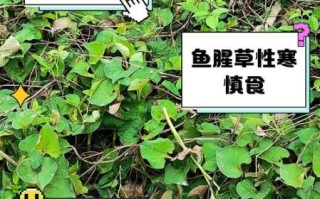 女人吃鱼腥草的好处_鱼腥草对女性的功效