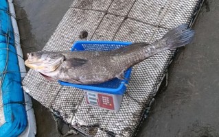 鳘鱼怎么读_鳘鱼是什么鱼