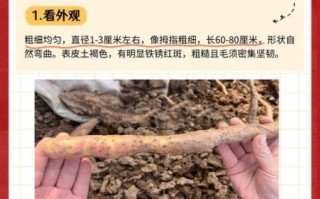 铁棍山药怎么挑选_铁棍山药图片大图怎么看