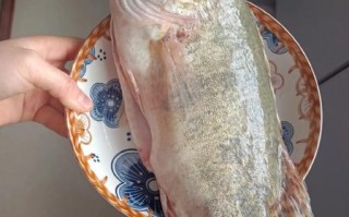 野生桂鱼多少钱一斤_野生桂鱼价格行情