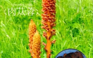 肉苁蓉图片大全_肉苁蓉长什么样