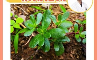 痔疮偏方真的有效吗_最简单治痔疮偏方