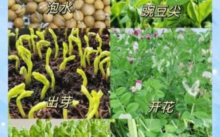 豌豆发芽了还能吃吗_发芽豌豆安全食用指南