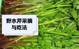 野水芹菜的功效与作用_野水芹菜的禁忌人群