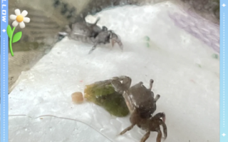 辣椒蟹可以深水养吗_辣椒蟹深水养殖注意事项