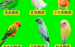 鹦鹉种类有哪些_新手适合养什么鹦鹉