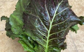 芥菜长什么样_芥菜和雪里红区别