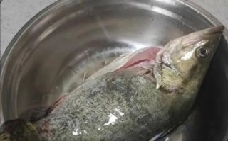 桂鱼多少钱一斤2019_2019年桂鱼价格走势