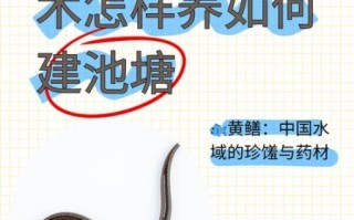 黄鳝养殖视频_如何养好黄鳝