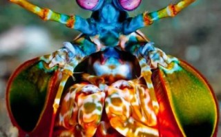 雀尾螳螂虾能吃吗_雀尾螳螂虾口感怎么样