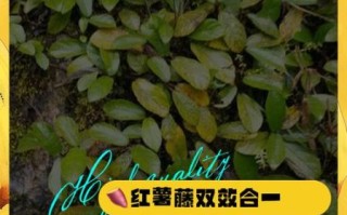 野地瓜藤的功效与作用_野地瓜藤能治什么病