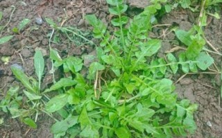 荠菜长什么样子_荠菜图片怎么认