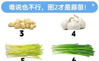 蒜薹读音是什么_蒜薹怎么读才标准