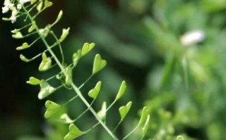 野荠菜长什么样_野荠菜怎么辨认