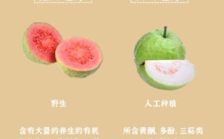 芭乐怎么吃_芭乐的功效与作用