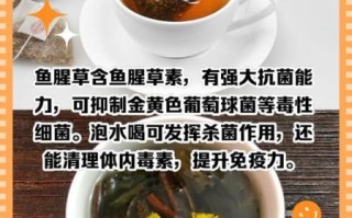 干鱼腥草泡水喝的功效与禁忌_哪些人不能喝