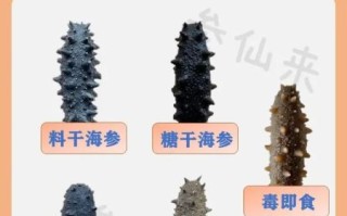 人造海参是什么做的_人造海参和真海参区别