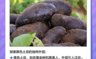 黑土豆好吃吗_黑土豆口感怎么样