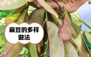 扁豆有几种_扁豆品种怎么区分