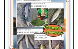 钓草鱼用什么饵料最好_自制草鱼饵料配方