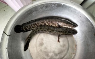 野生蛇鱼长什么样_野生蛇鱼有毒吗