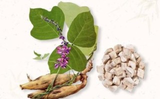葛根的作用与功效_葛根的禁忌和副作用