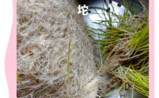 麦芽糖点心做法大全_麦芽糖可以做什么甜品