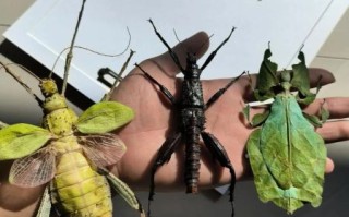 竹节虫目有哪些科_竹节虫目昆虫怎么饲养