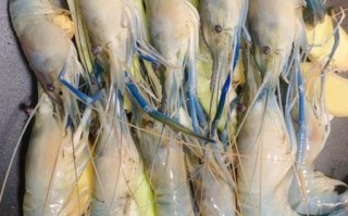 白灼罗氏虾怎么做_罗氏虾煮几分钟才熟