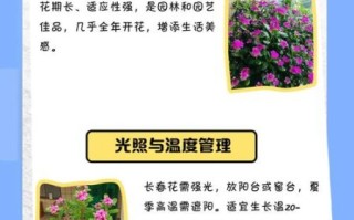 长春花怎么养_长春花养殖注意事项