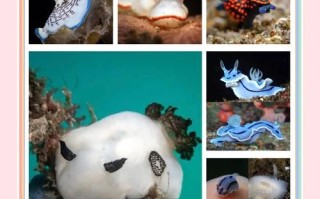 海兔视频怎么下载_海兔视频安全吗