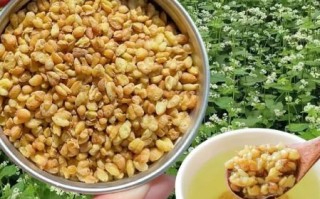 苦荞茶图片大全_苦荞茶长什么样