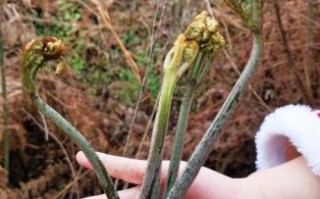 食用蕨菜真的会致癌吗_蕨菜致癌真相