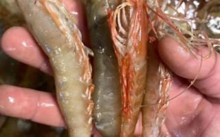 麻虾怎么做好吃_麻虾产地在哪里