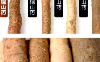 淮山和山药的区别图_哪个更好