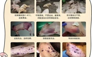 非洲猪瘟的症状有哪些_非洲猪瘟怎么治疗