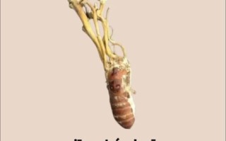 金蝉花是什么_金蝉花多少钱一斤