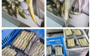 野生小黄鱼多少钱一斤_野生小黄鱼怎么分辨真假