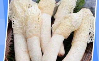 鲜竹荪怎么保存_鲜竹荪长什么样