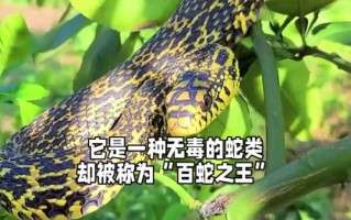 菜花蛇进家里是什么预兆_菜花蛇进屋吉凶解析