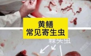 黄鳝寄生虫有哪些_如何避免感染