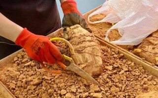 叫花鸡怎么做_正宗叫花鸡做法视频